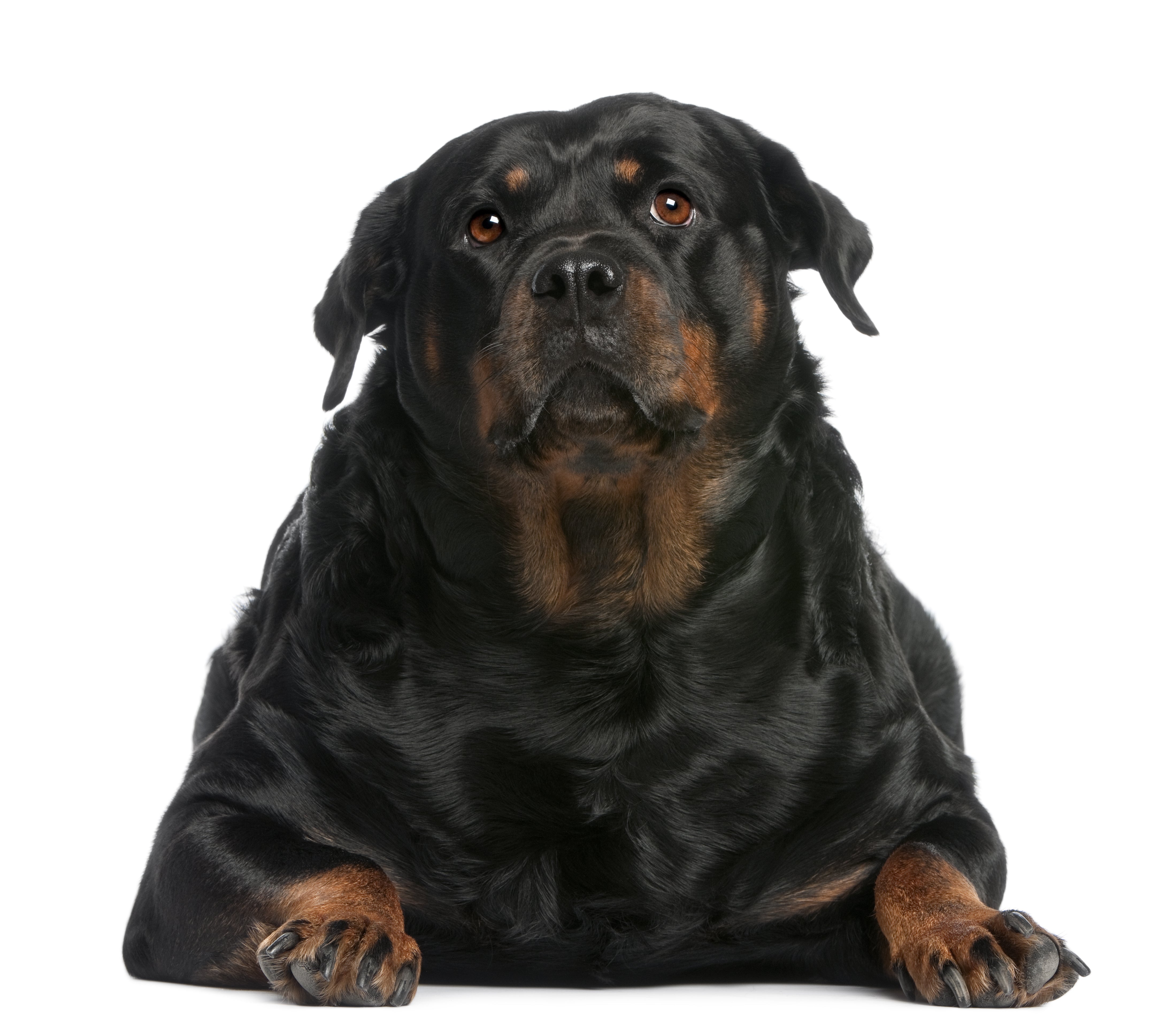 Why you SHOULD be worried about that extra puppy fat – CDK9 Raw