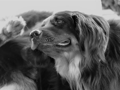 A Guide to Dog Skin Allergies & How to Prevent Them – CDK9 Raw