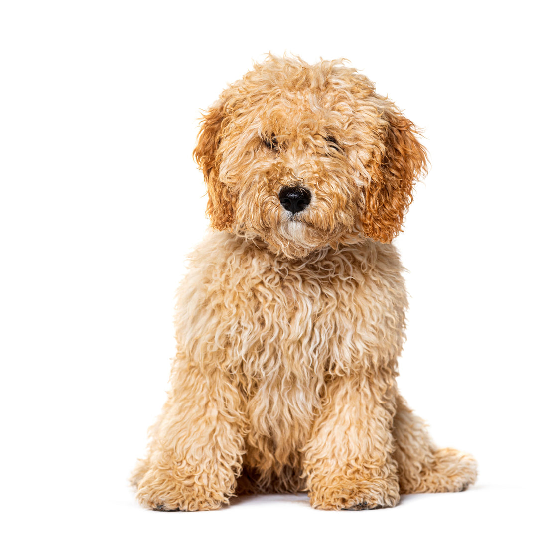 Shop Raw Dog Food | Raw Meat Dog Food Delivery | CDK9 Raw