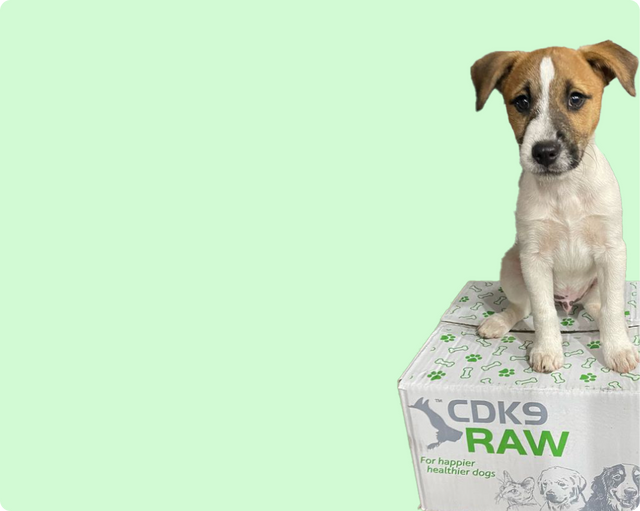 Get Started: Tailor the Ultimate Raw Food Plan for Your Dog – CDK9 Raw