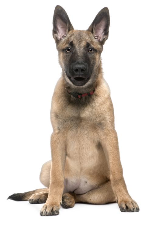 Weekly Package - 20 to 25kg Dog – CDK9 Raw